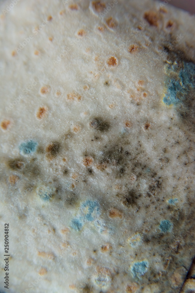 Aspergillus Mold On Bread