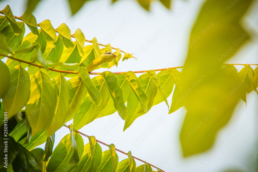 Cute golden tree snake (Chrysopelea ornata) is slithering on green tree ...