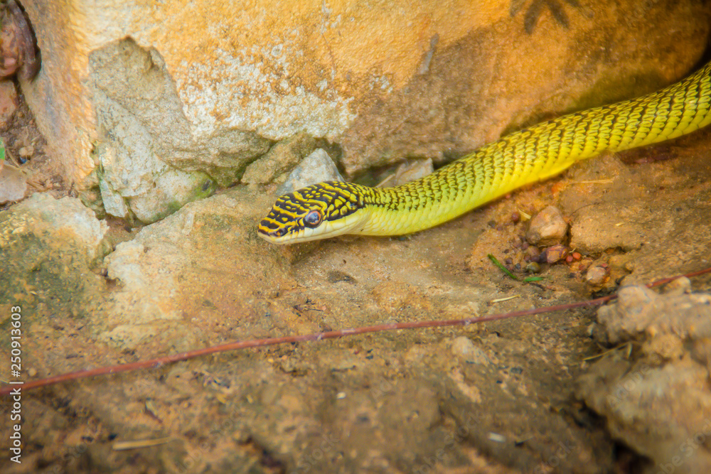 Cute golden tree snake (Chrysopelea ornata) is slithering on ground ...