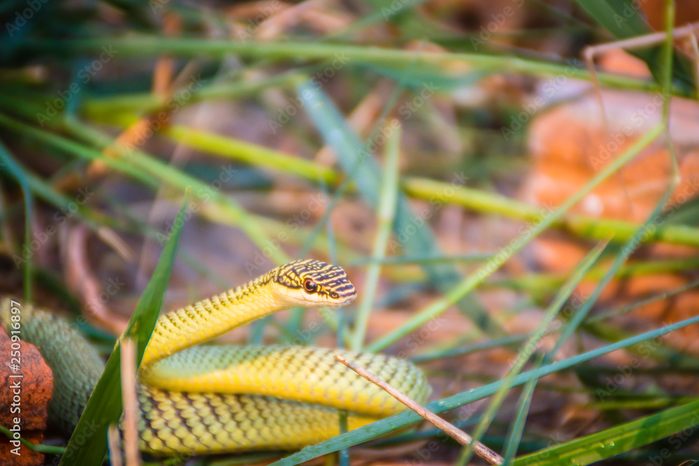 Cute golden tree snake (Chrysopelea ornata) is slithering on cluttered ...