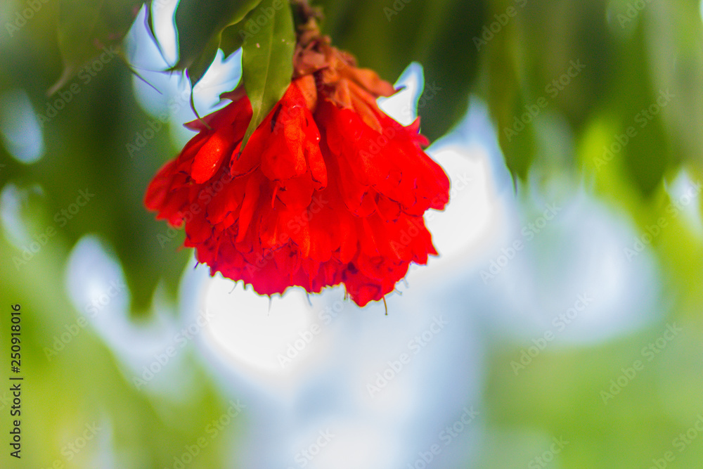 Beautiful red budding Pride of Burma flowers (Amherstia nobilis) on ...