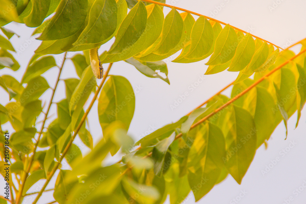 Cute golden tree snake (Chrysopelea ornata) is slithering on green tree ...