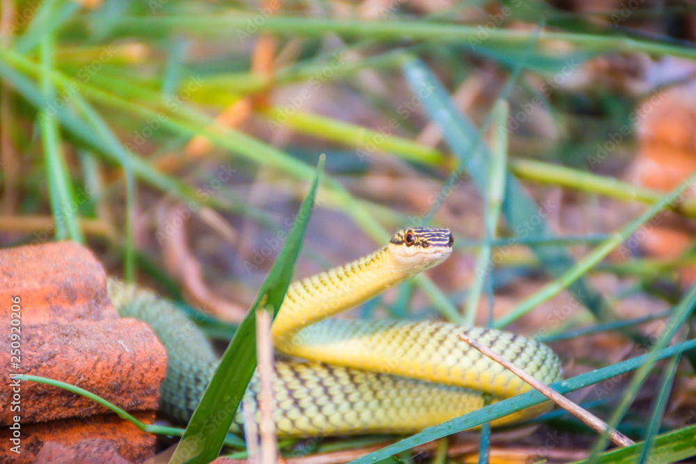 Cute golden tree snake (Chrysopelea ornata) is slithering on cluttered ...
