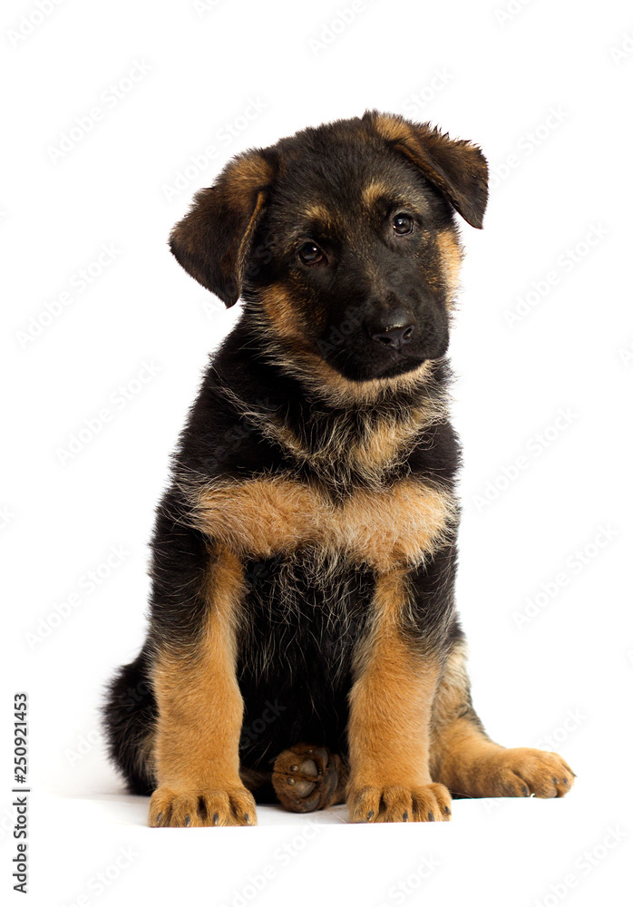 shepherd puppy isolated Stock Photo | Adobe Stock