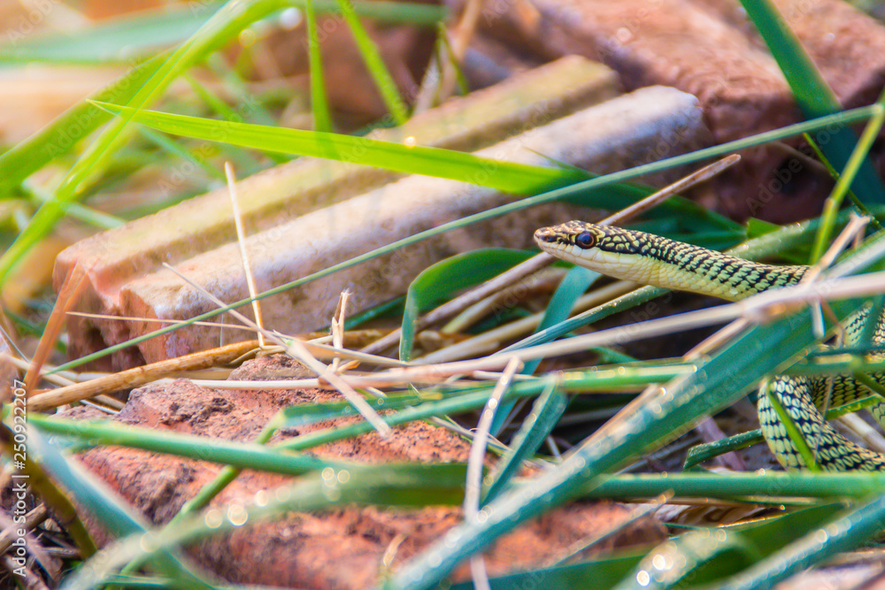 Cute golden tree snake (Chrysopelea ornata) is slithering on cluttered ...