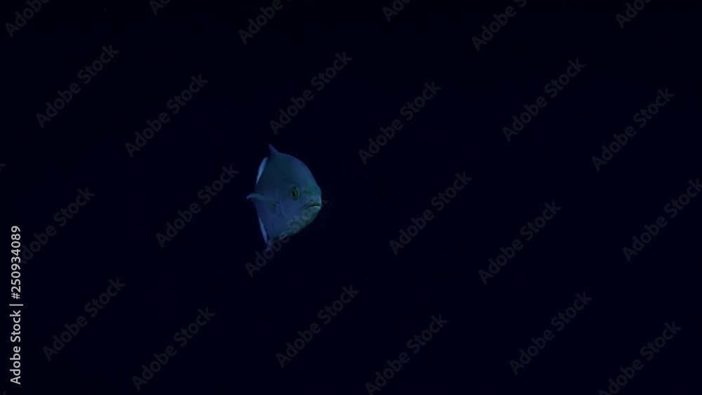 Portrait of the Bluefin trevally, Caranx melampygus, also known as the ...