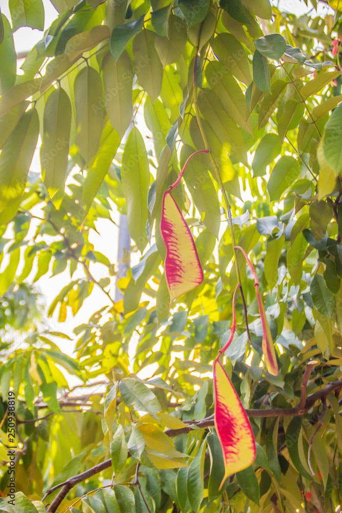 Beautiful red Pride of Burma flowers (Amherstia nobilis) on tree in the ...
