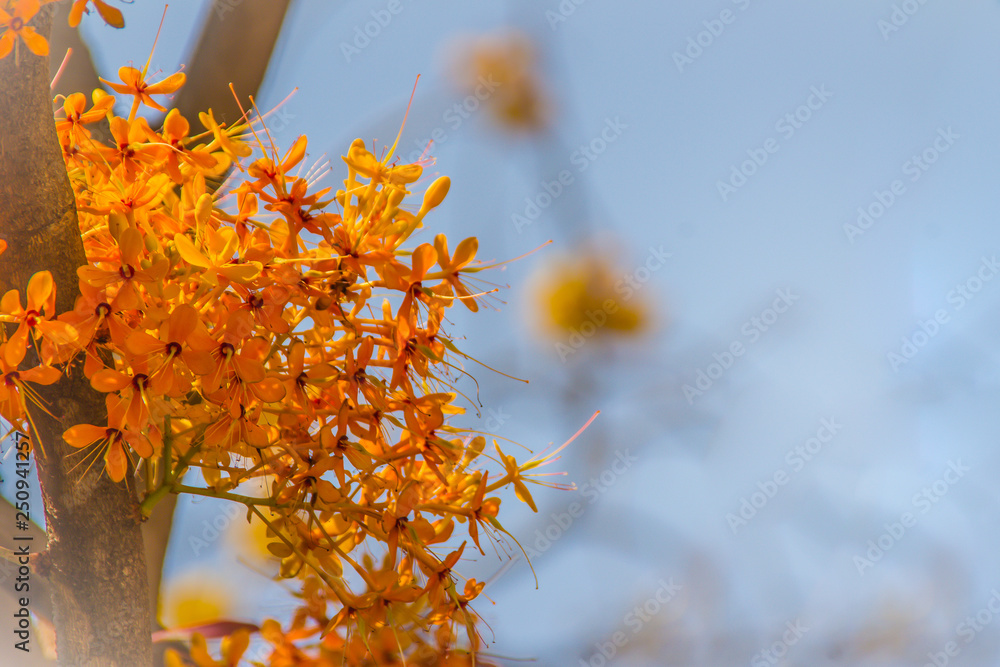 Beautiful orange asoka tree flowers (Saraca indica) on tree with green ...