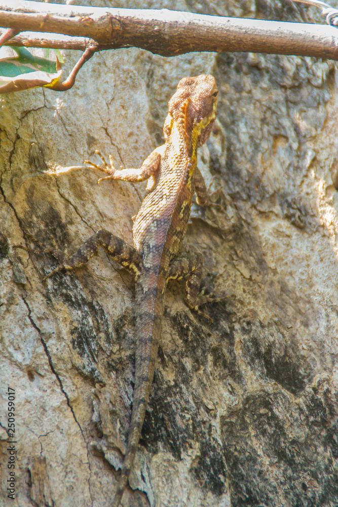 Amazing Bell's forest dragon lizard (Gonocephalus bellii or Calotes ...