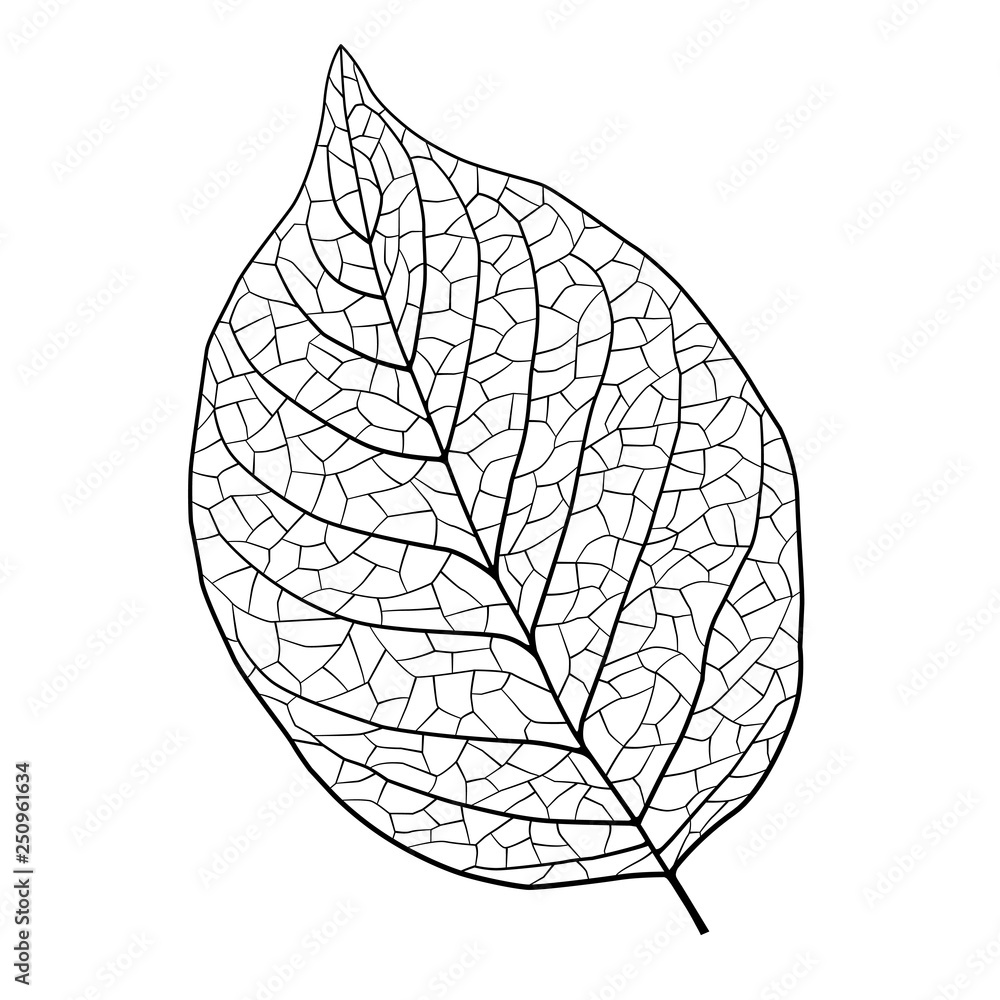 Leaf vein illustration material Stock Vector | Adobe Stock