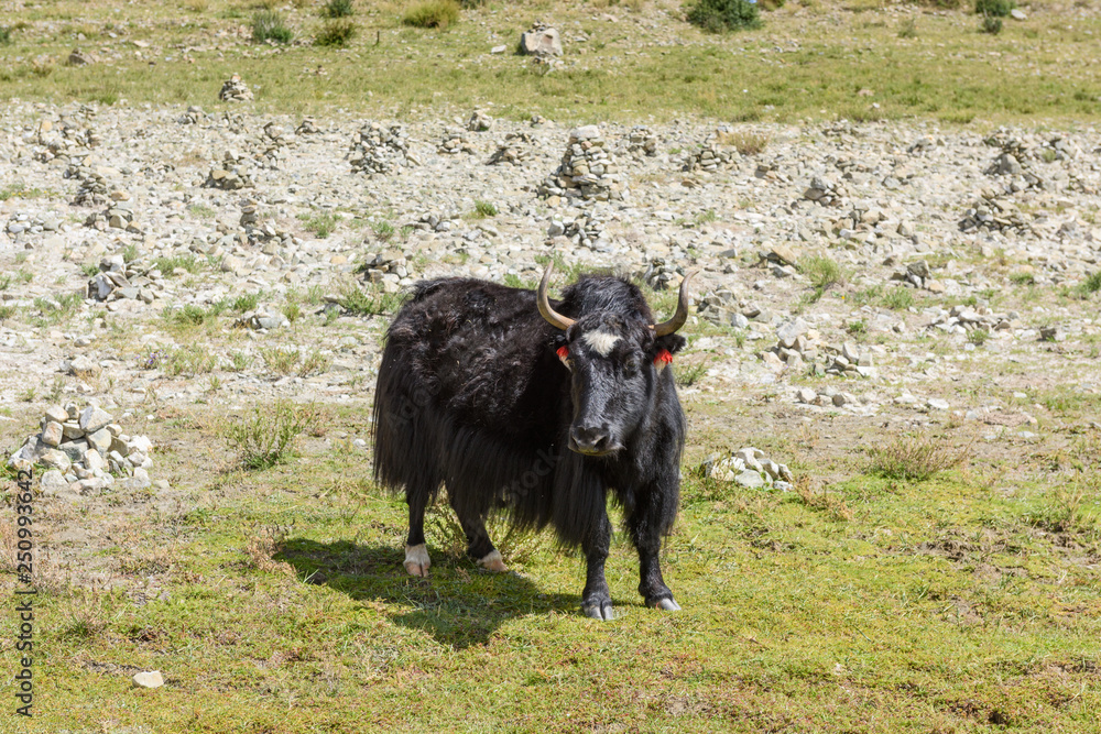 Yak in the Yamdrok Lake (also known as Yamdrok Yumtso or Yamzho Yumcoone of the three largest ...