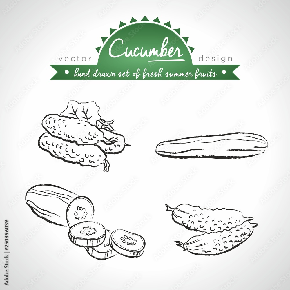 Cucumber. Hand drawn collection of vector sketch detailed fresh ...