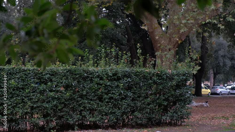 Roma (Patrimonio de la Humanidad). SPQR. Ciudad Eterna. Perro ...