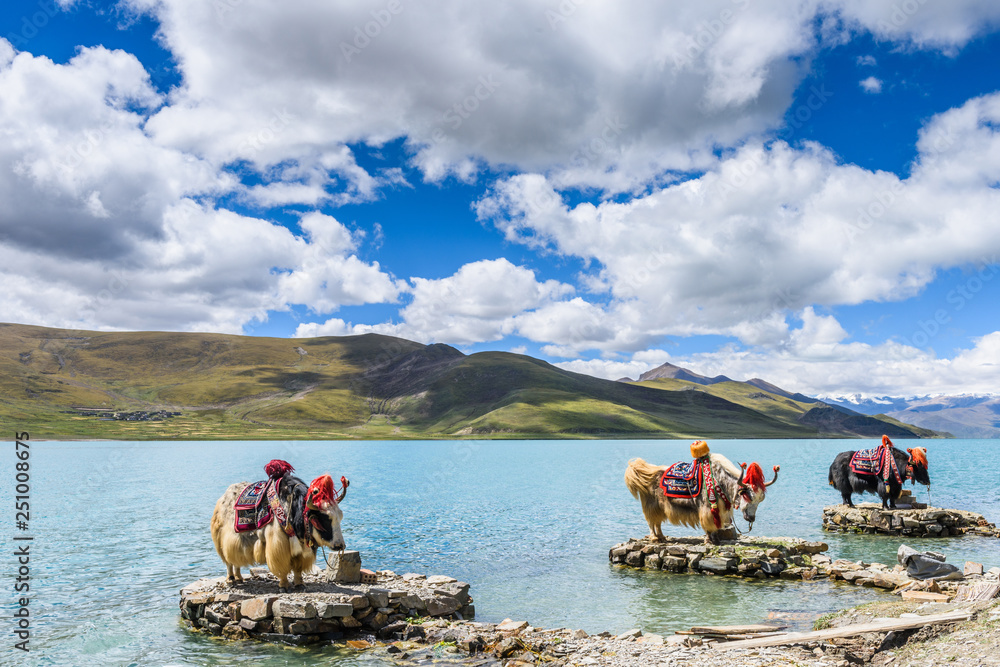 Yaks at the Yamdrok Lake (also known as Yamdrok Yumtso or Yamzho Yumco ...