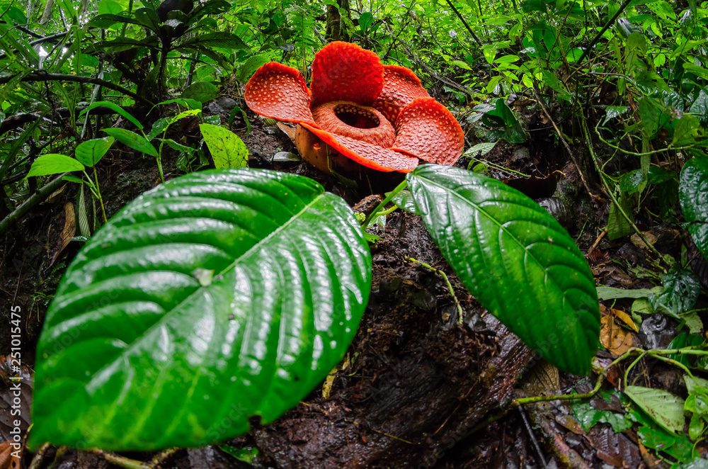 Rafflesia Stock Photo | Adobe Stock