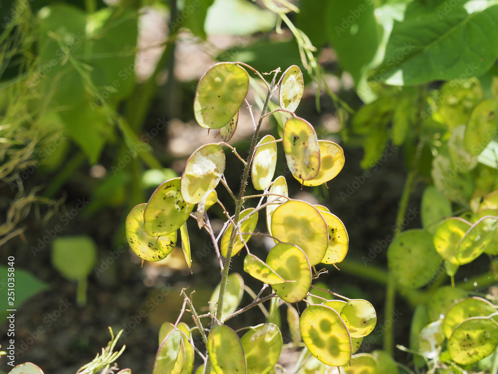 (Lunaria annua) Siliques immatures, fruits de la lunaire annuelle Stock ...