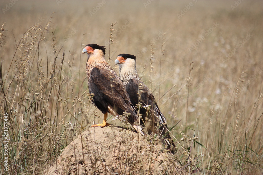 Carcará, bird of prey in the Brazilian cerrado Stock Photo | Adobe Stock