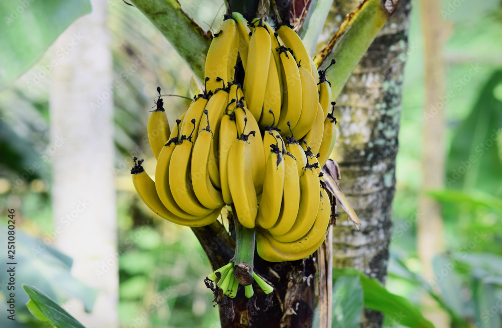 Ripe Banana Tree Plant