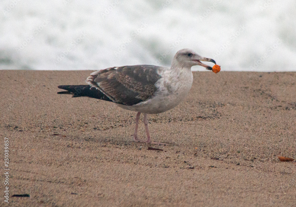 Foto de Seagull [Laridae] scavenging food at McGrath state park marsh ...