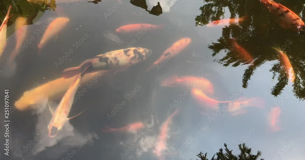 Vidéo Stock Group of various colourful large koi carp, kohaku or ...