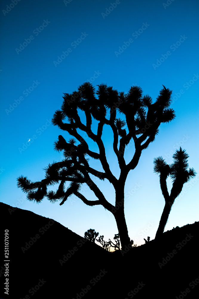 Joshua Tree Silhouette with Colorful Blue Stylized Sunset Stock Photo ...
