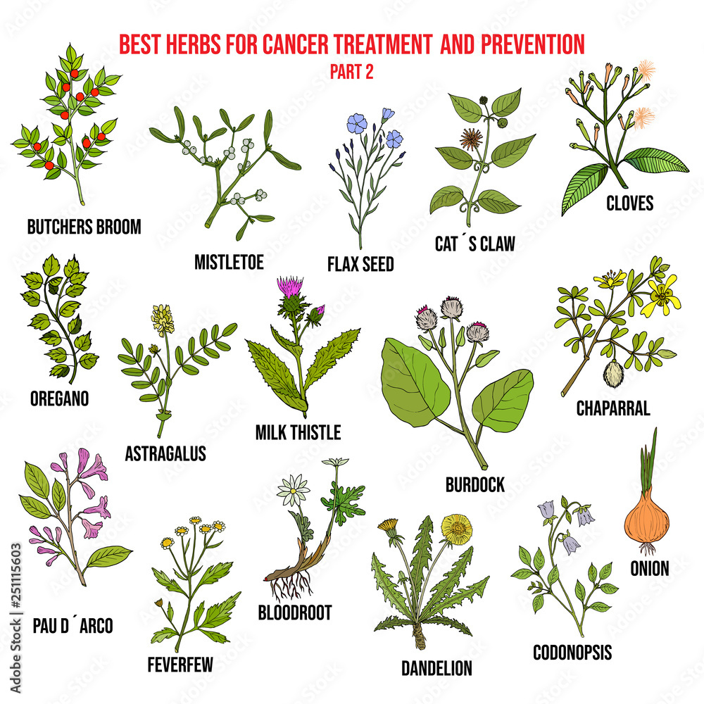 Best herbs for cancer treatment part 2 Stock Vector | Adobe Stock