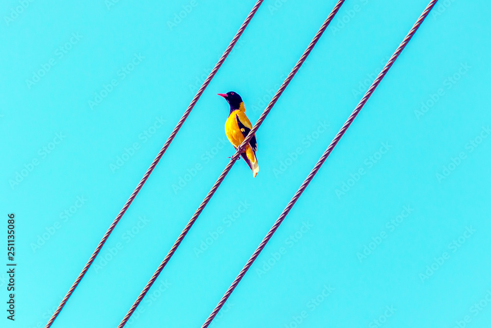 Fotografia do Stock: Bright tropical yellow bird with black head on the ...