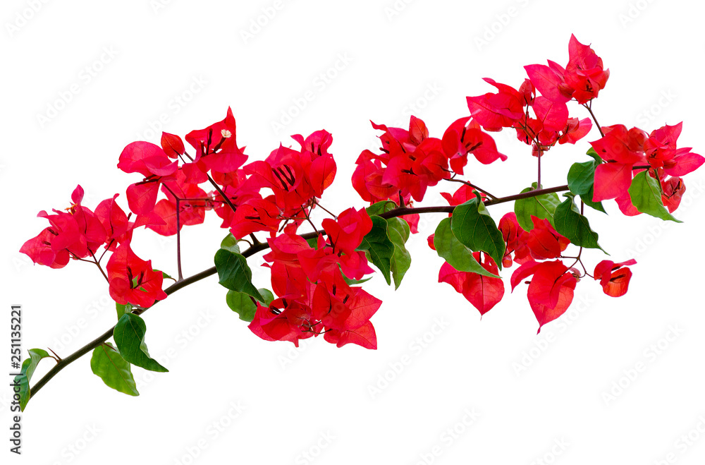 Branch of Bougainvillea isolated on white background. Tropical red ...
