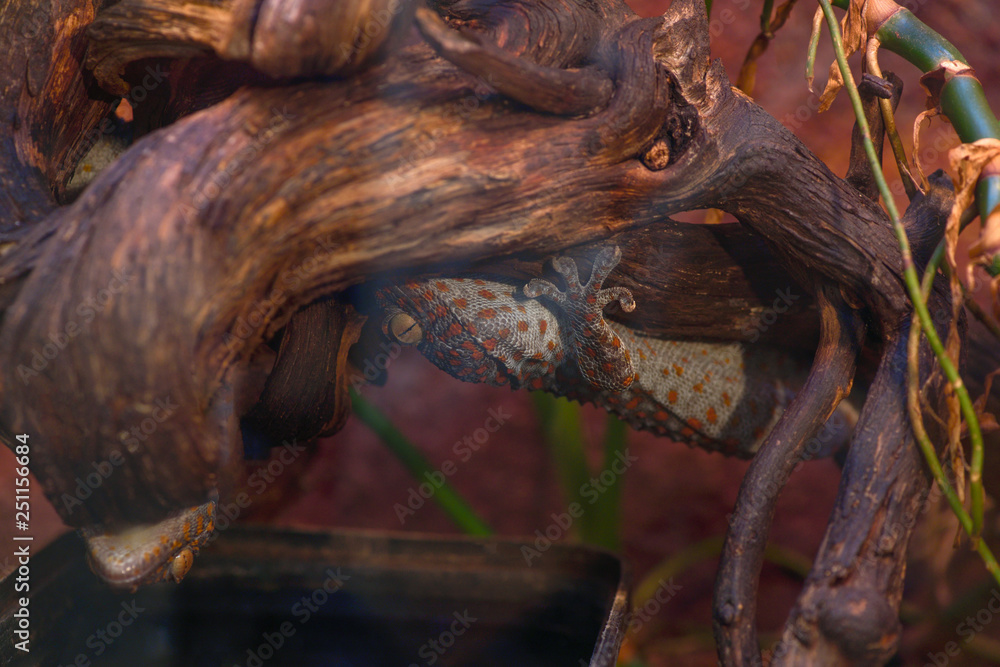 Gekko gecko. Two beautiful spotted Gecko Toki sitting on a branch ...