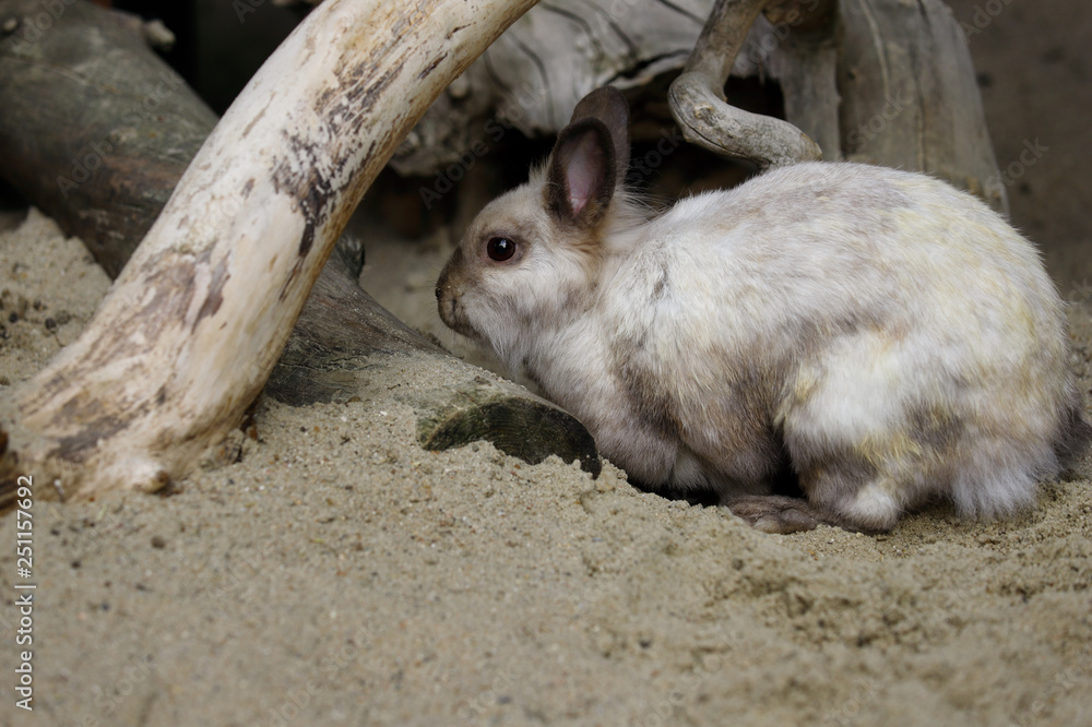 Full body of beige-grey domestic pygmy rabbit (bunny) Stock Photo ...