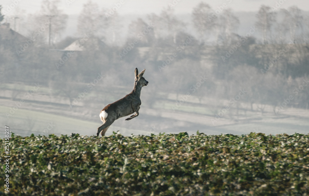 Buck Running Away