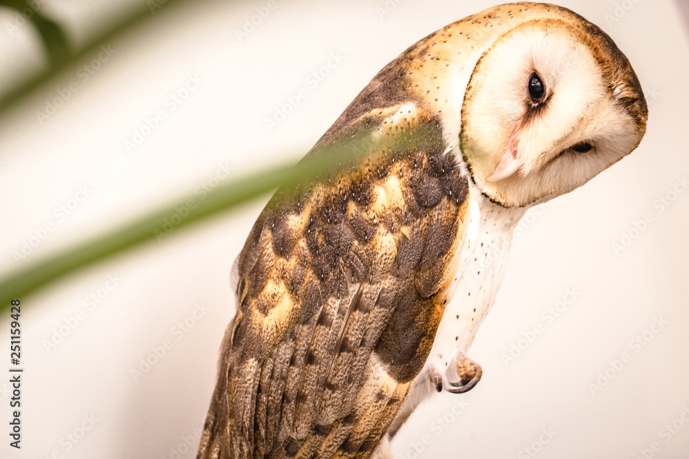 Owl face in high resolution, owl isolated. Stock Photo | Adobe Stock
