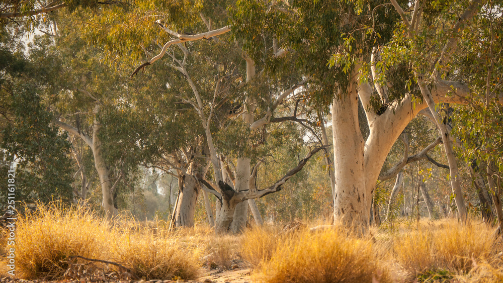 eucalyptus trees in dry river bed in australia Stock Photo | Adobe Stock