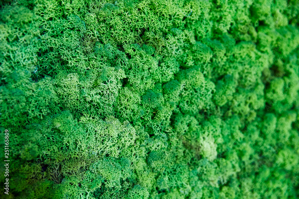Moss Plant Texture