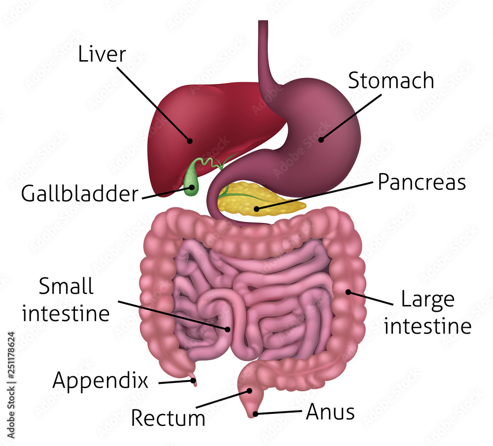 Medical anatomy illustration of human gastrointestinal digestive system ...