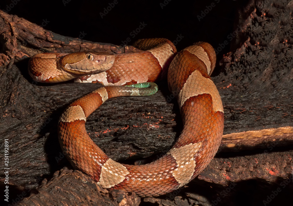 Copperhead, snake- agkistrodon contortrix, A North American Venomous ...