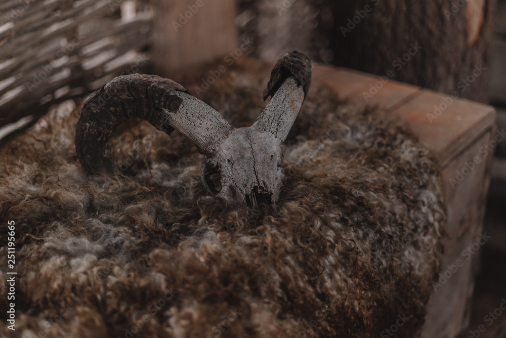 Ram skull on a pelt inside the house of a pre historic farmer Stock ...