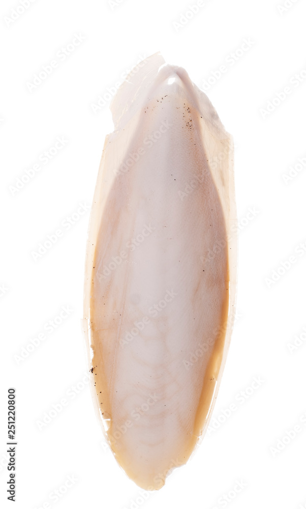 Found, natural Cuttlefish bone aka cuttlebone, the internal shell of ...