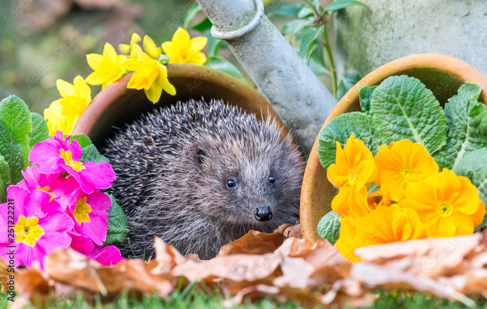Hedgehog in Springtime. Wild, native, European hedgehog inside a ...