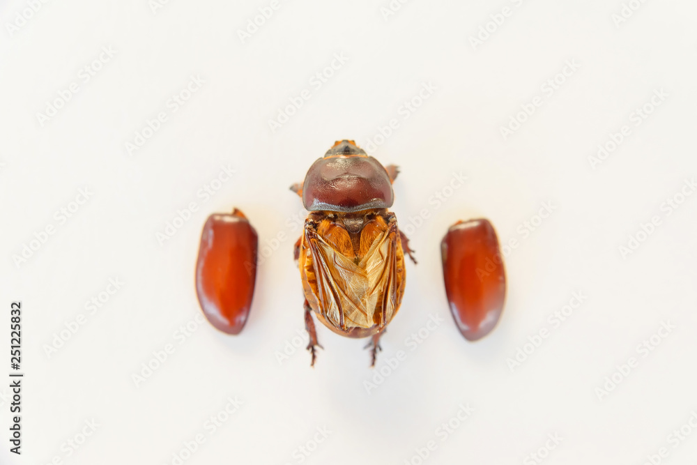 Anatomy of an insect. Elytra and beetle legs. Female Rhino beetle ...