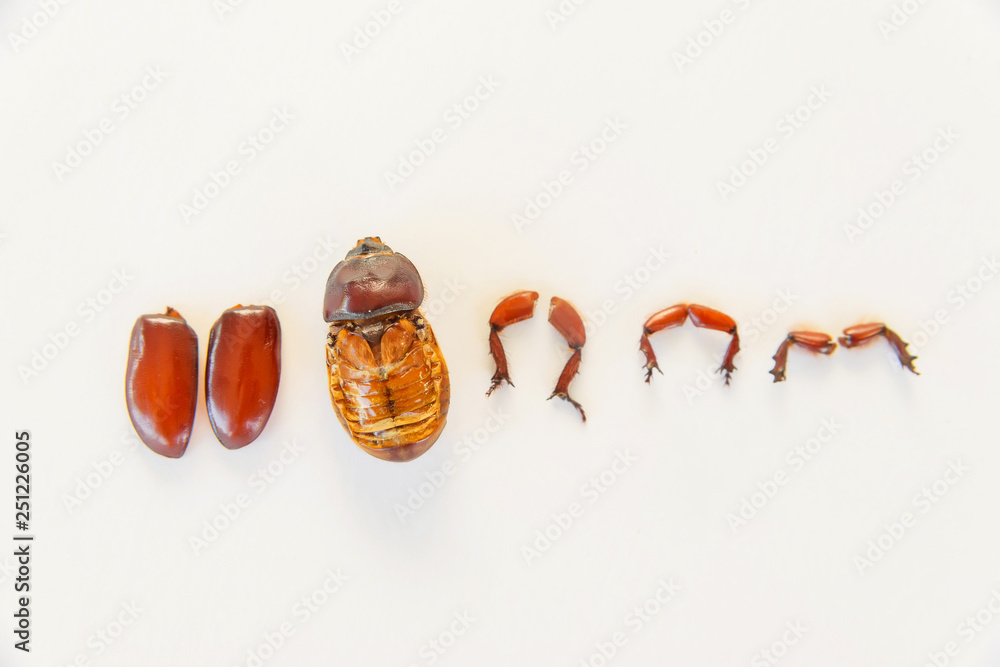 Anatomy of an insect. Elytra and beetle legs. Female Rhino beetle ...