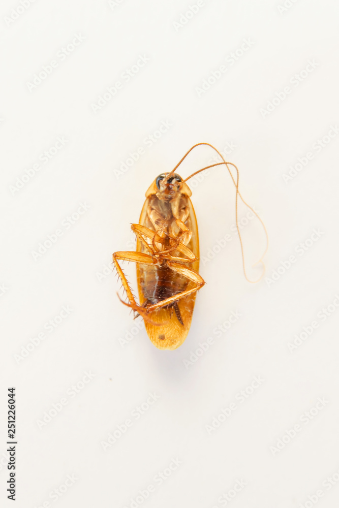 Dead cockroach on white background. Brown cockroach. Insect. Parasite ...