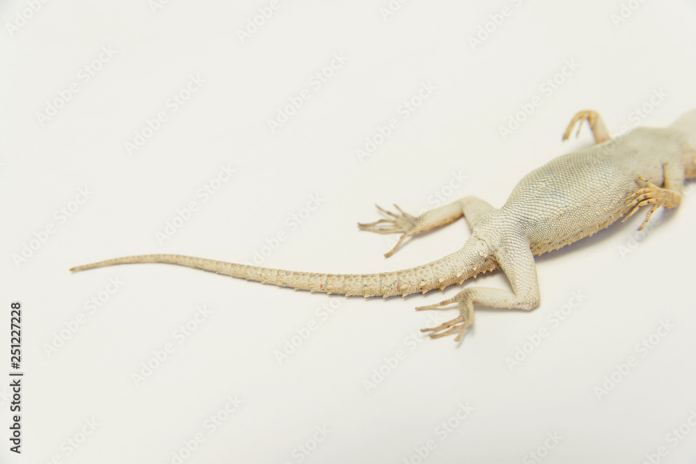 Lizard on white background. A beige lizard that lies on its back ...