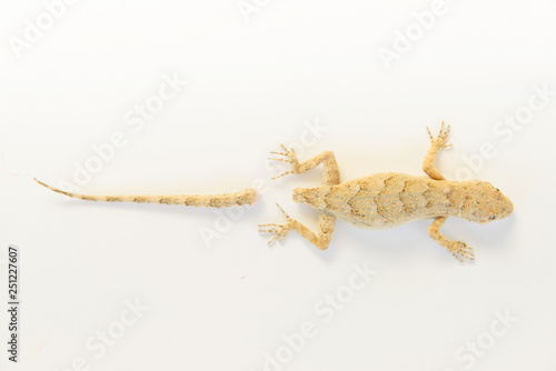 Lizard on white background. Beige lizard without tail. The reaction of ...