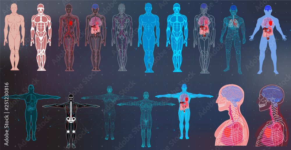 X-Ray Body Collections in Futuristic HUD SCI Style. Modern Scan of ...