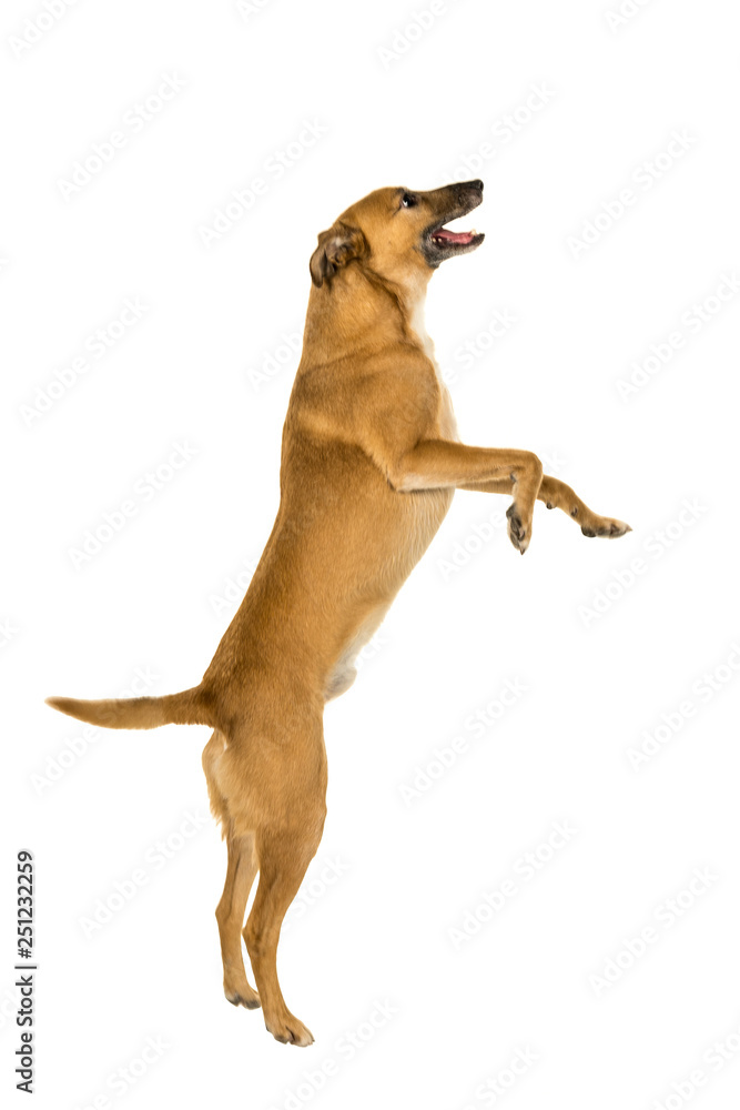Dog Jumping White Background