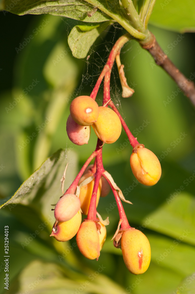 Indian Plum (Oemleria cerasiformis) fruit turns black when fully ...