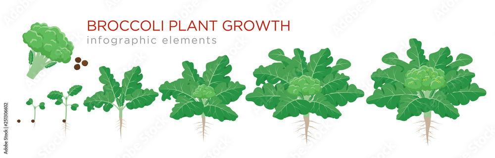 Broccoli plant growth stages infographic elements. Growing process of ...