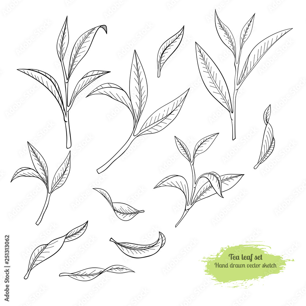 Hand drawn set tea-tree leaves. Traced by hand. Black line botanical ...