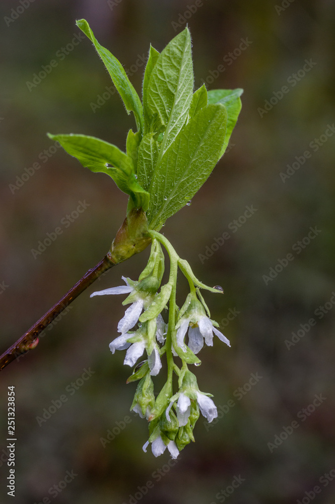 Spring flowers of Indian Plum (Oemleria cerasiformis). The fruit turns ...